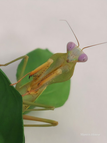 Hierodula Timorensis - Timor Giant Mantis | Mantis House