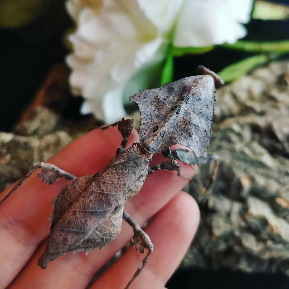 SHOP ALL | Mantis House