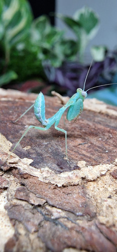 Cilnia Humeralis - Wide Arm Mantis | Mantis House