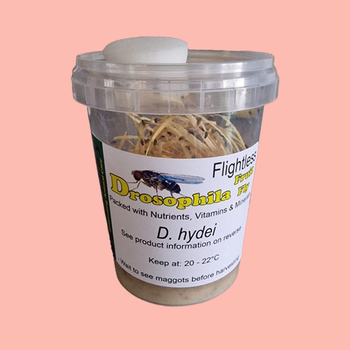 Standard 500ml Fruit Fly Culture | Mantis House