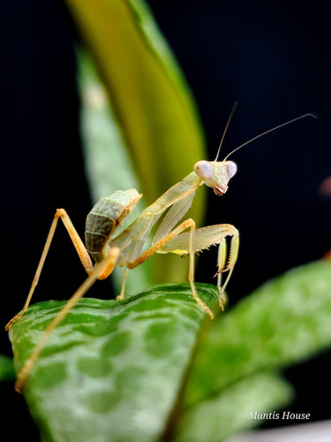 Sphodromantis Kersteni - Giant African Mantis | Mantis House
