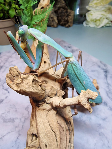 Hierodula Papua - Blue Asian Mantis | Mantis House