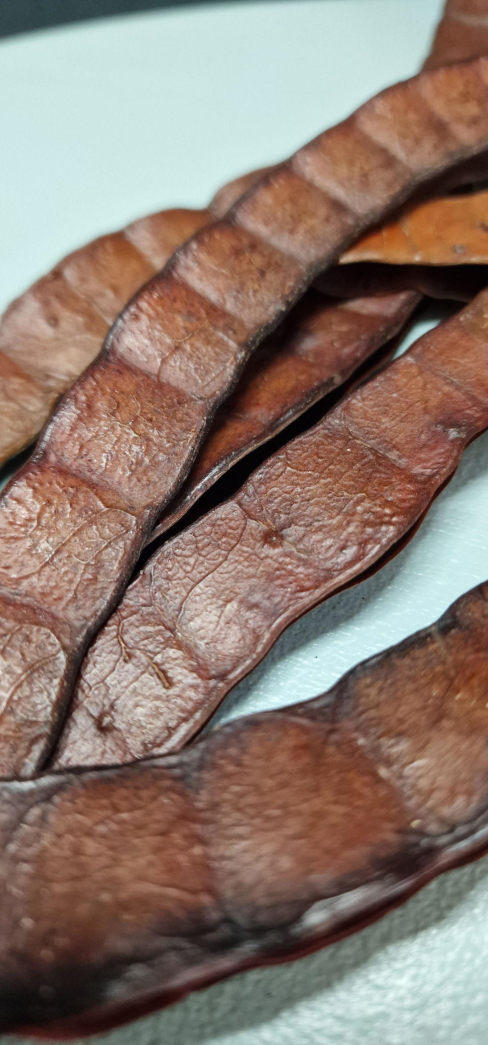 Bioactive Decor | Mantis House