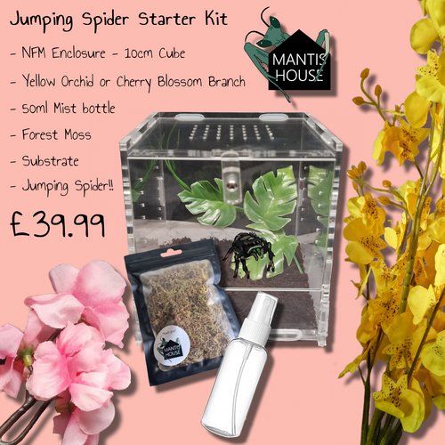 Jumping Spider Starter Kit | Mantis House