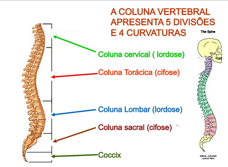 Retificação da lordose cervical: como praticar as posturas do yoga.