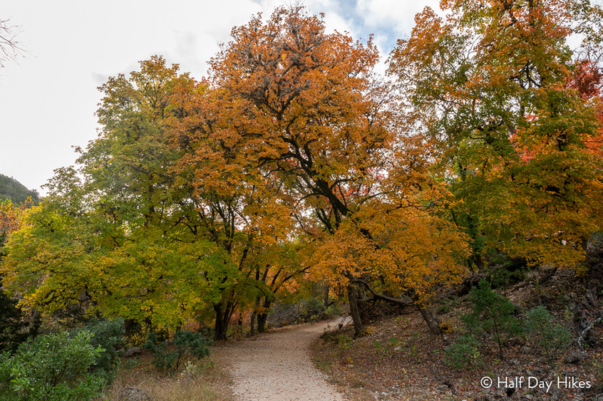 Lost Maples State Natural Area Photo Gallery by Half Day Hikes