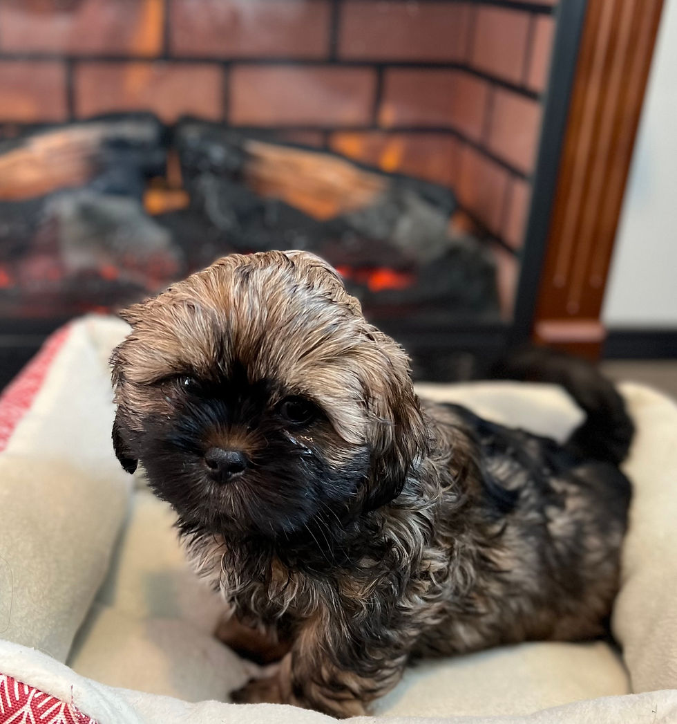 Boomer Shih Tzu Male | Your Fluffy Puppy