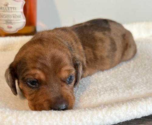 Violet | Your Fluffy Puppy