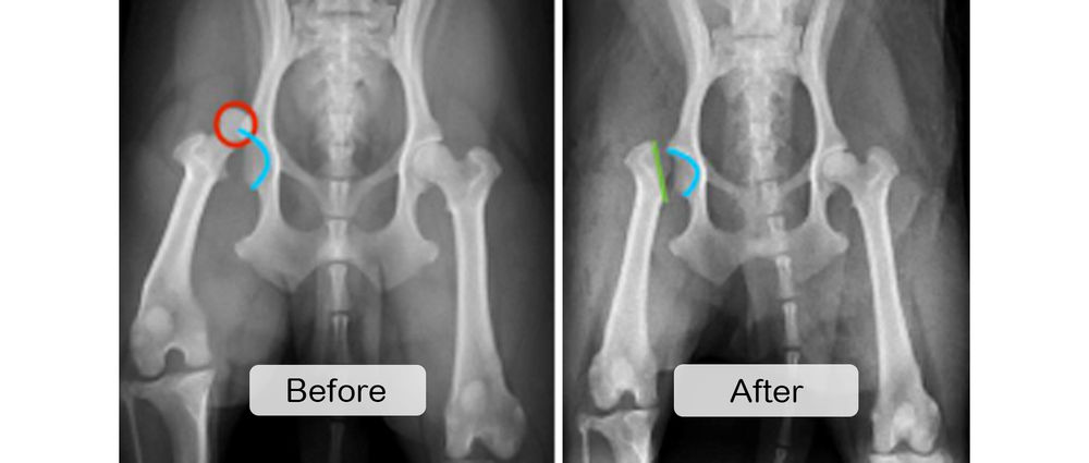 Femoral Head Ostectomy (FHO) | Dr. Albert Lynch