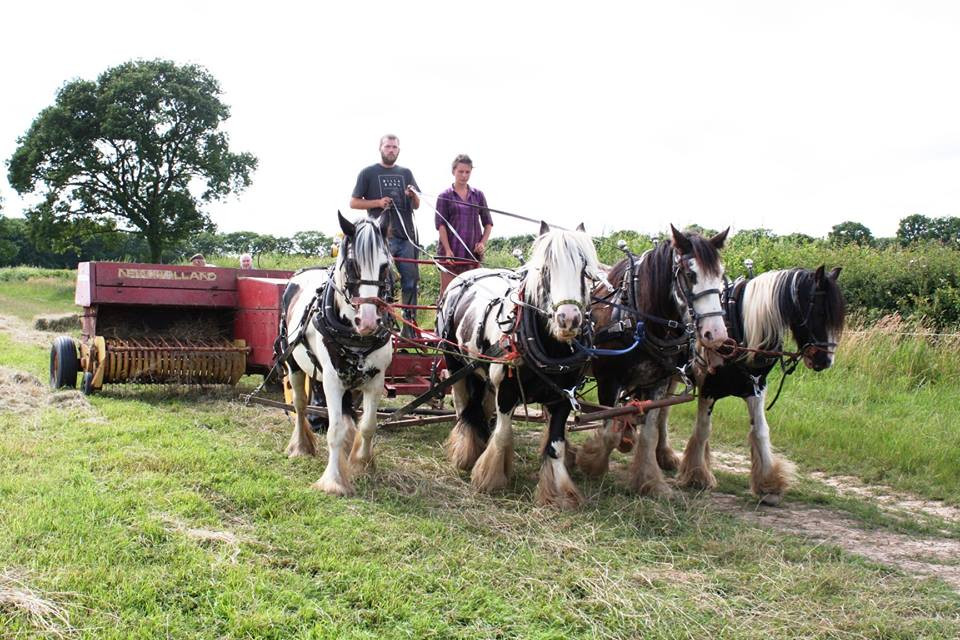 Working Horse Centre | Hitch In Farm