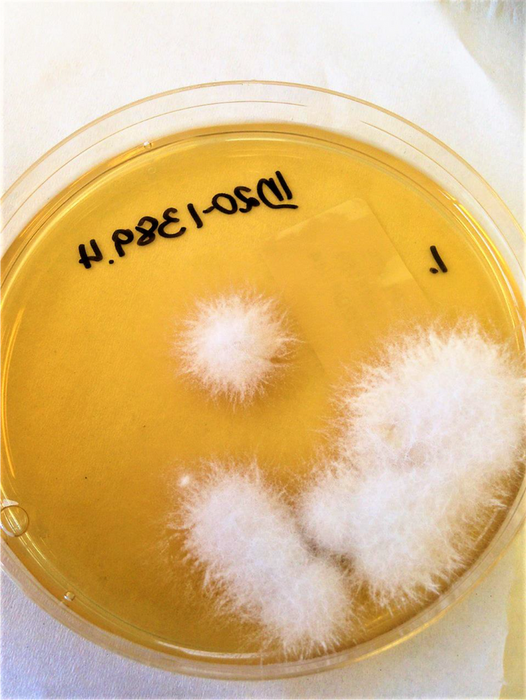 Study of fungi isolated from pharmaceutical cleanrooms: Types and origins