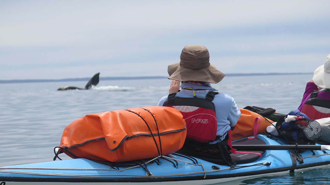 Sea Kayak Trips In Patagonia | Puerto Piramides | Patagonia Explorers