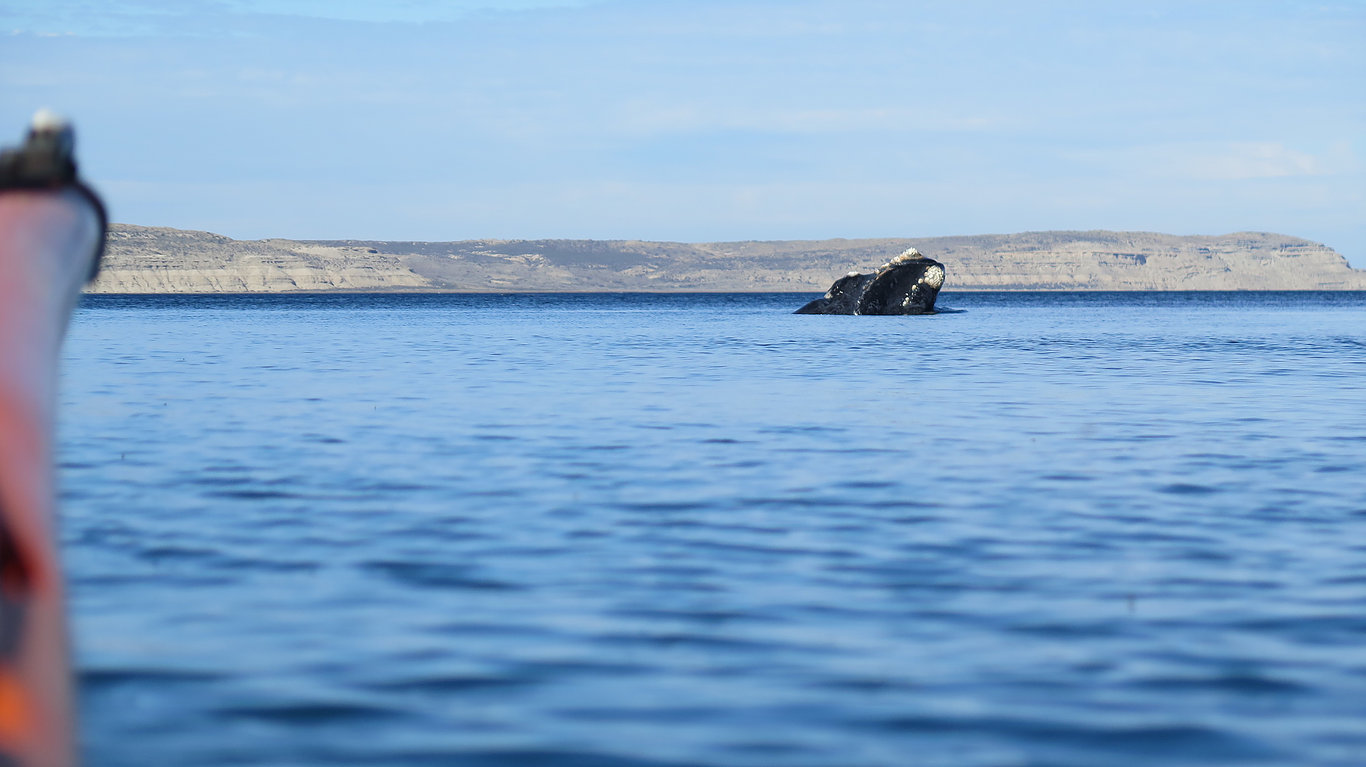 Sea Kayak Trips In Patagonia | Puerto Piramides | Patagonia Explorers