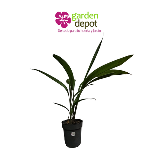 Falso coco | gardendepotgt