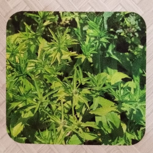 Cilantro Zamat semillas | gardendepotgt