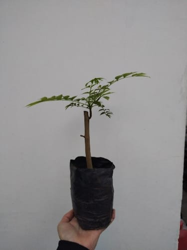 Cedro | gardendepotgt