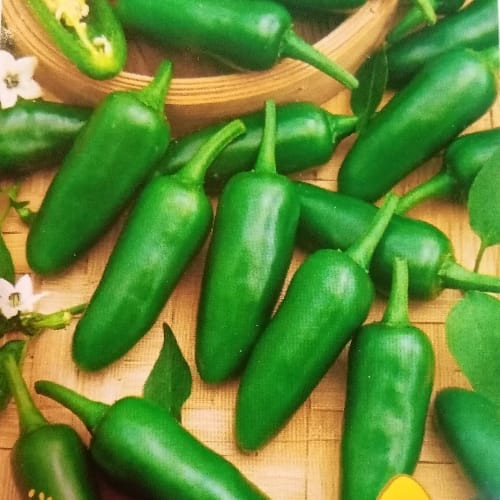 Chile jalapeño (chipotle) semillas | gardendepotgt