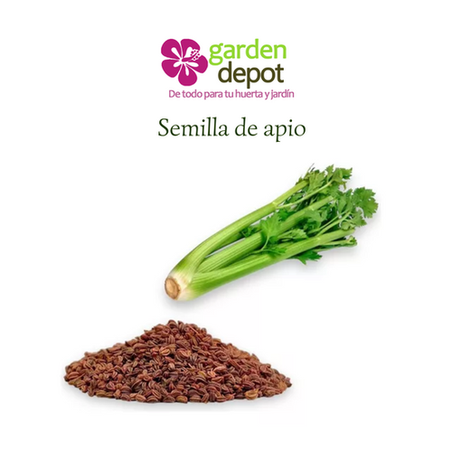 Apio (semillas) | gardendepotgt