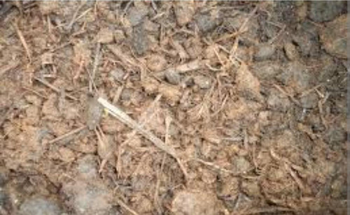 Broza | gardendepotgt