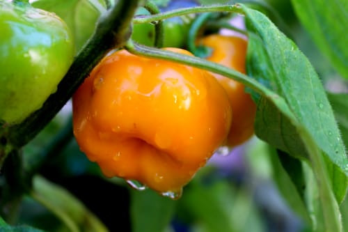 Chile Caballo | gardendepotgt