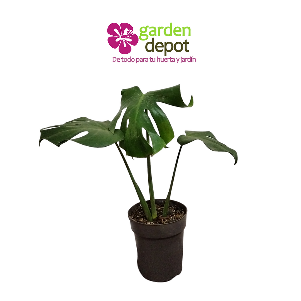 Monstera deliciosa (mano de león) | gardendepotgt