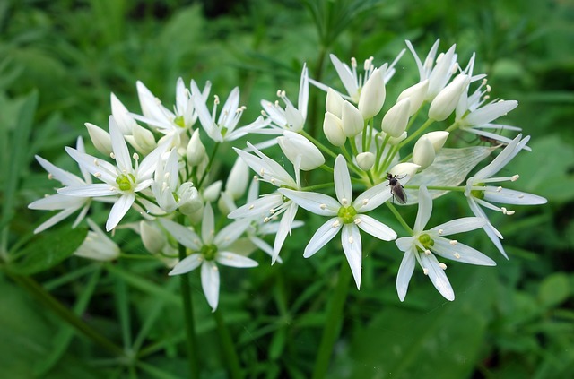 Wild Garlic: How to Avoid Poisonous Lookalikes