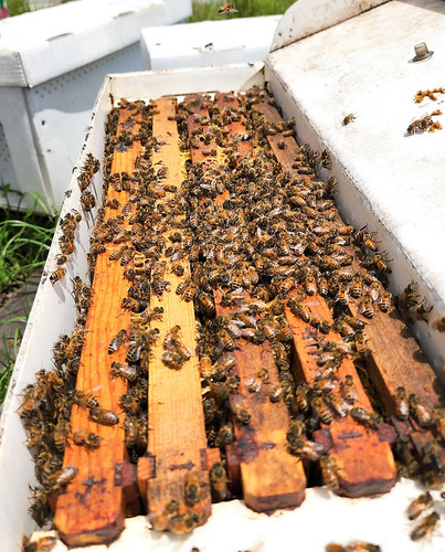 Bee Nucs - (Pickup ONLY) | L&P Supply