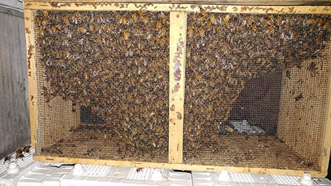 Bee Packages (Pickup ONLY) | L&P Supply