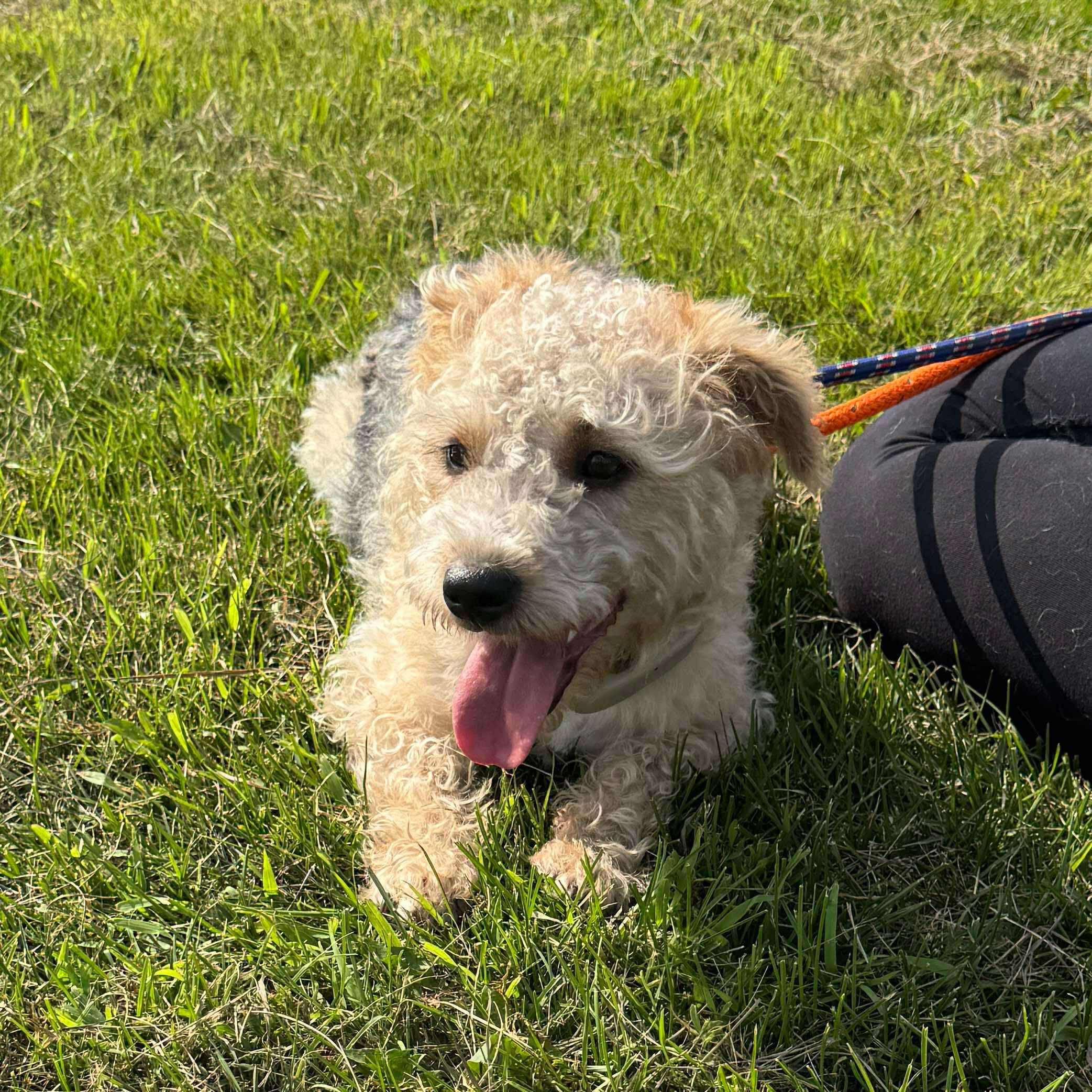Bert