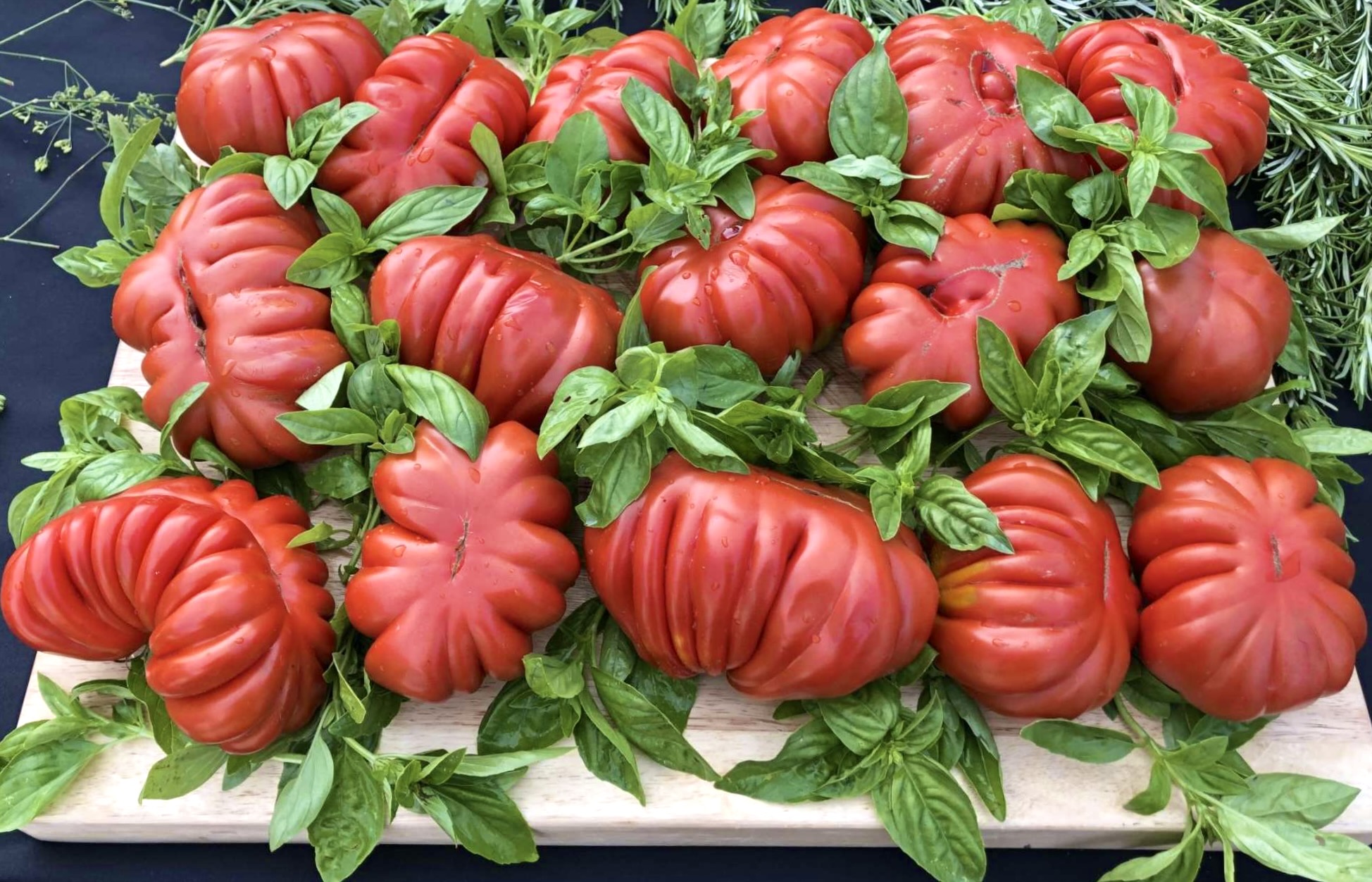Canestrino, the Lucca Tomato