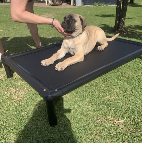 Ultra Tuff Stuff Black Frame Bed - Small | Tuff Stuff Products