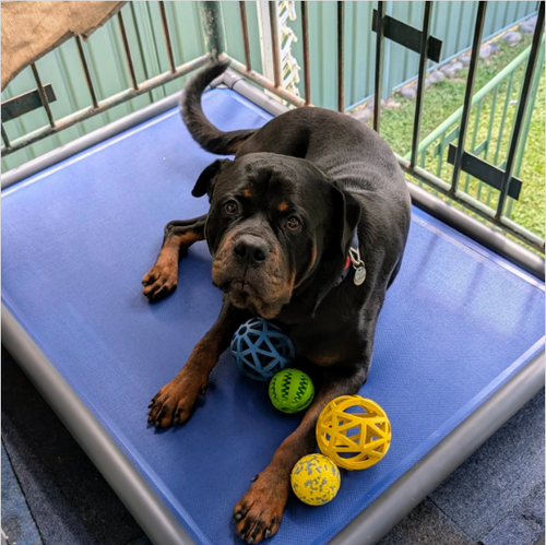 Supa Tuff Stuff Bed - XLarge | Tuff Stuff Products