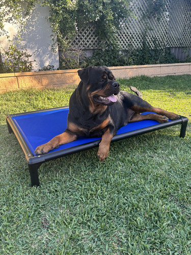 Ultra Tuff Stuff Black Frame Bed - XLarge | Tuff Stuff Products