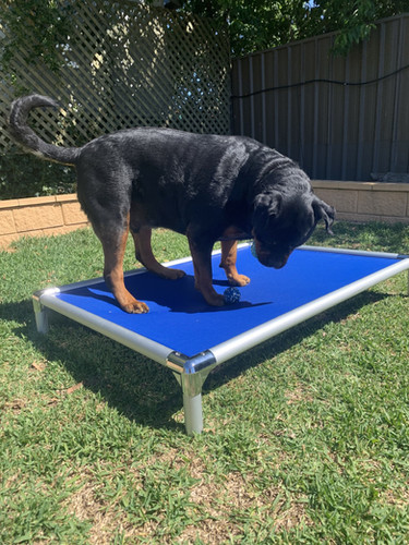 Ultra Tuff Stuff Silver Frame Bed - XLarge | Tuff Stuff Products