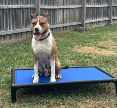 Ultra Tuff Stuff Black Frame Bed - Large | Tuff Stuff Products