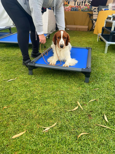 Supa Plus GreyTuff Stuff Bed - Small | Tuff Stuff Products