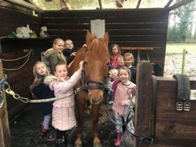 Meet the horses | Quarry Farm Stables