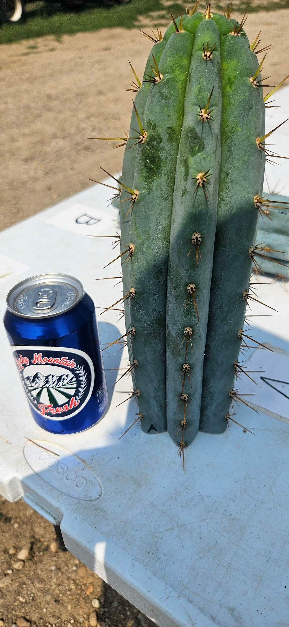 Cuttings | RMF Cactushttps://www.rmfcactus.com/shop-4 RMF Cactus Since ...