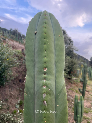 PPK066 - 'LCScop x Scop' x Peruvianus 'Rosei 1' | RMF Cactus