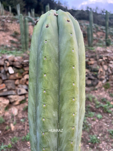 PPK153 - Pachanoi 'Huaraz' x Pachanoi 'Toms Juuls Giant' | RMF Cactus