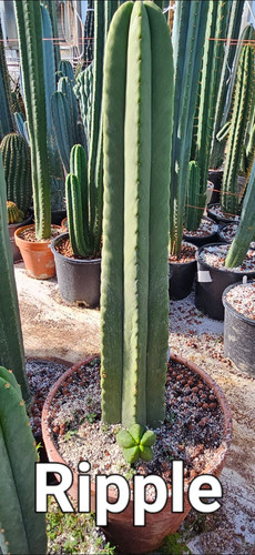 8. Ripple x Lee seeds | RMF Cactus