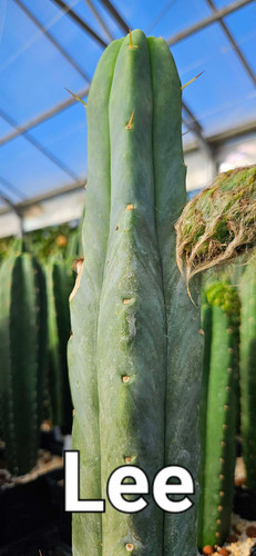 9. Lee x Kesey seeds | RMF Cactus