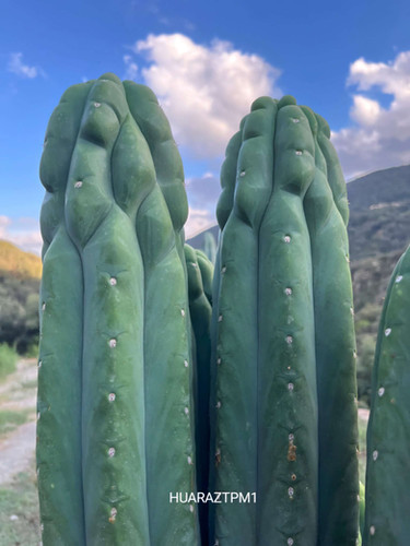 PPK054 - 'HuarazTPM1' x 'Dons Huan' | RMF Cactus