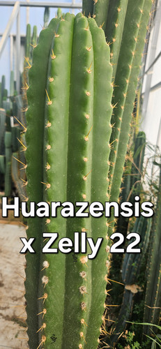 28. Huarazensis Zelly 22 x SS01 - 30 seeds | RMF Cactus