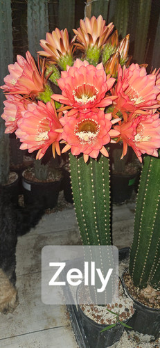 29. Huarazensis Zelly 22 x Zelly - 30 seeds | RMF Cactus