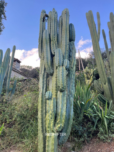 PPK028 - Bridgesii 'Ribshifter' x Pachanoi 'Tom Juuls Giant' | RMF Cactus