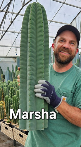 27. Goliath OP x Marsha - 30 seeds | RMF Cactus