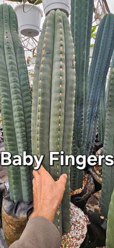 6. Baby Fingers x Zelly - 30 seeds | RMF Cactus