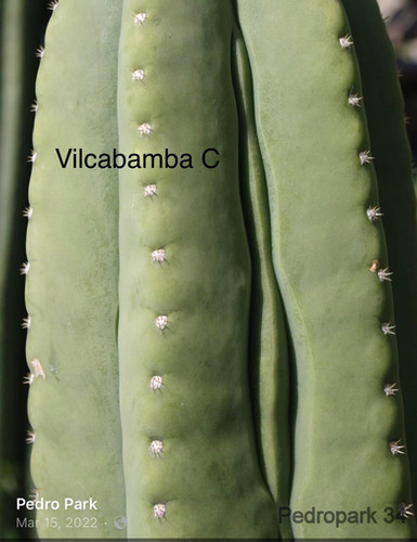PPK.23.55 Pachanoi Vilcabamba C x Huanucoensis Dons Huan seed | RMF Cactus
