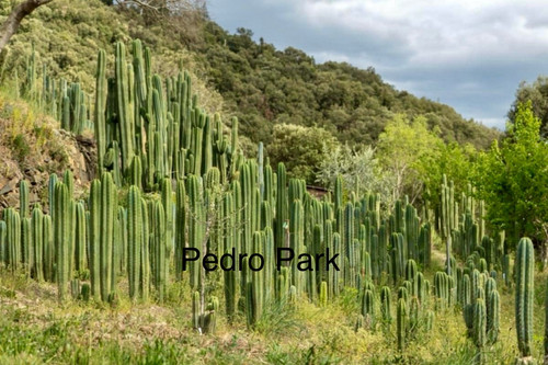 PPK060 - 'HuarazTPM2' x Pachanoi 'strybingMonstrosus' | RMF Cactus